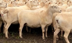 Home - Sheep Central