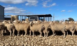 Home - Sheep Central