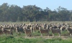 Home - Sheep Central