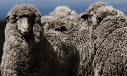 Home - Sheep Central