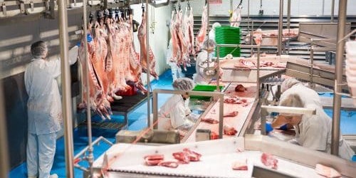 Processing Archives - Sheep Central