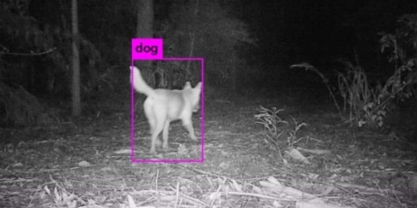 Animal ID and monitoring Archives - Sheep Central