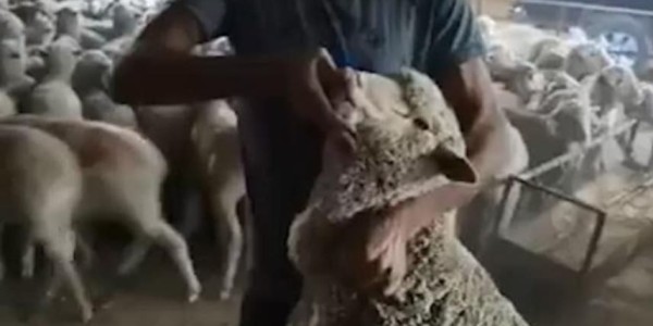 Live Export Archives - Sheep Central