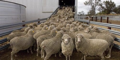 Home - Sheep Central