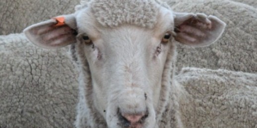 Ag Tech Archives - Sheep Central