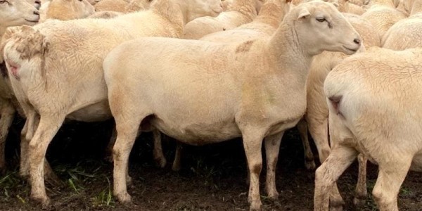 Sheep & Wool Markets News | Sheep Central