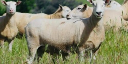 Lamb Processing Archives - Sheep Central