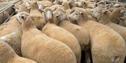 Prime & Store Sheep Reports Archives - Sheep Central