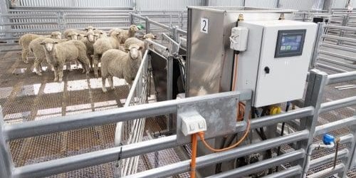 Home - Sheep Central