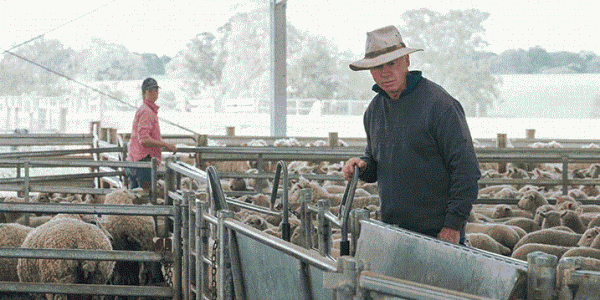 Australian Lamb Production News | Sheep Central