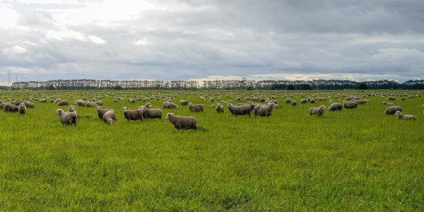 Sheep Central Property News