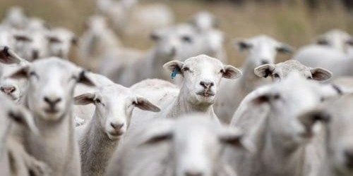 Sheep Central Property News