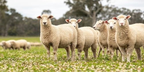 Sheep Central Property News