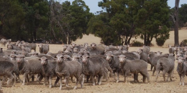 Australian Sheep & Wool News | Sheep Central
