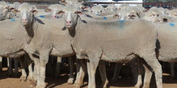 Prime & Store Sheep Reports Archives - Sheep Central