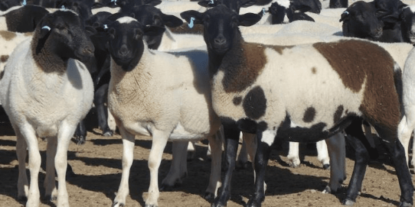Prime & Store Sheep Reports Archives - Sheep Central