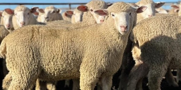 Prime & Store Sheep Reports Archives - Sheep Central