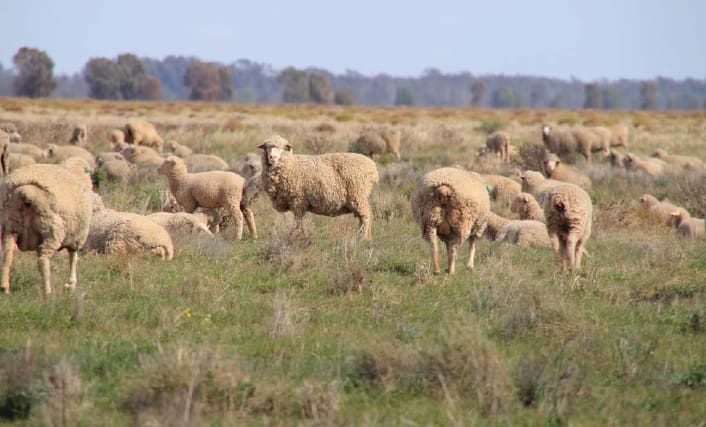 Mutton exports hit record high levels in 2013-14 - Sheep Central