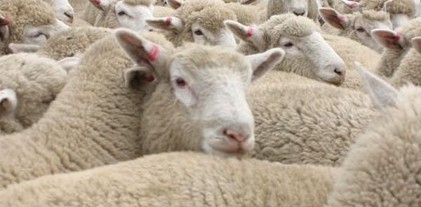 Australia's heavy lambs more vulnerable if US tariffs are applied ...