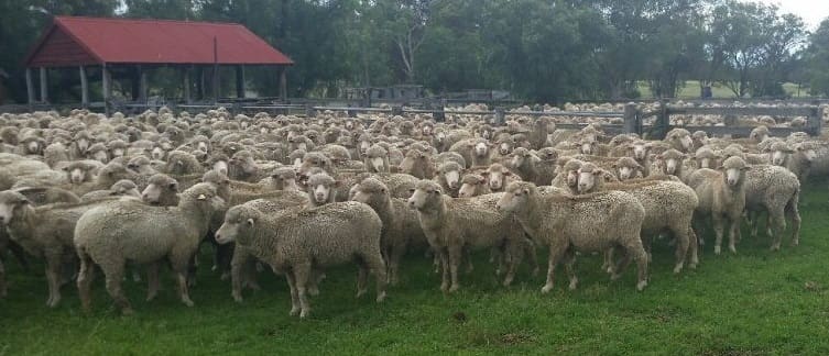 Ear Mark Helps Police Solve 100 000 Nsw Sheep Theft But Qld Flock