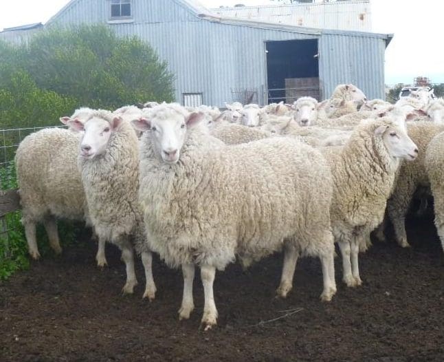 New season lamb supplies and prices increase in saleyards and online ...