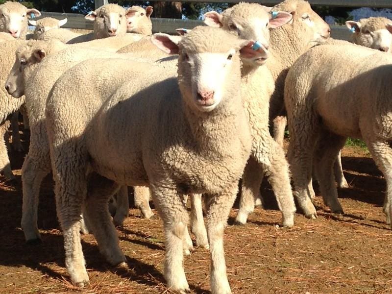 Trade and export lamb processors get selective before seasonal plant ...