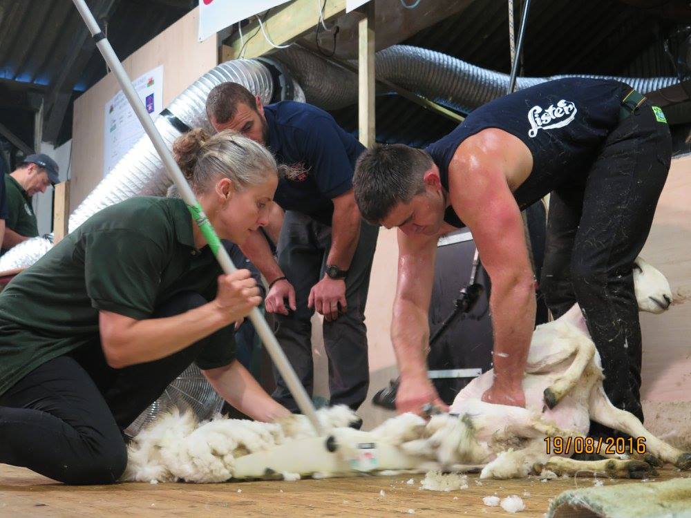 Welsh shearers set new British nine-hour lamb shearing record - 1457 ...
