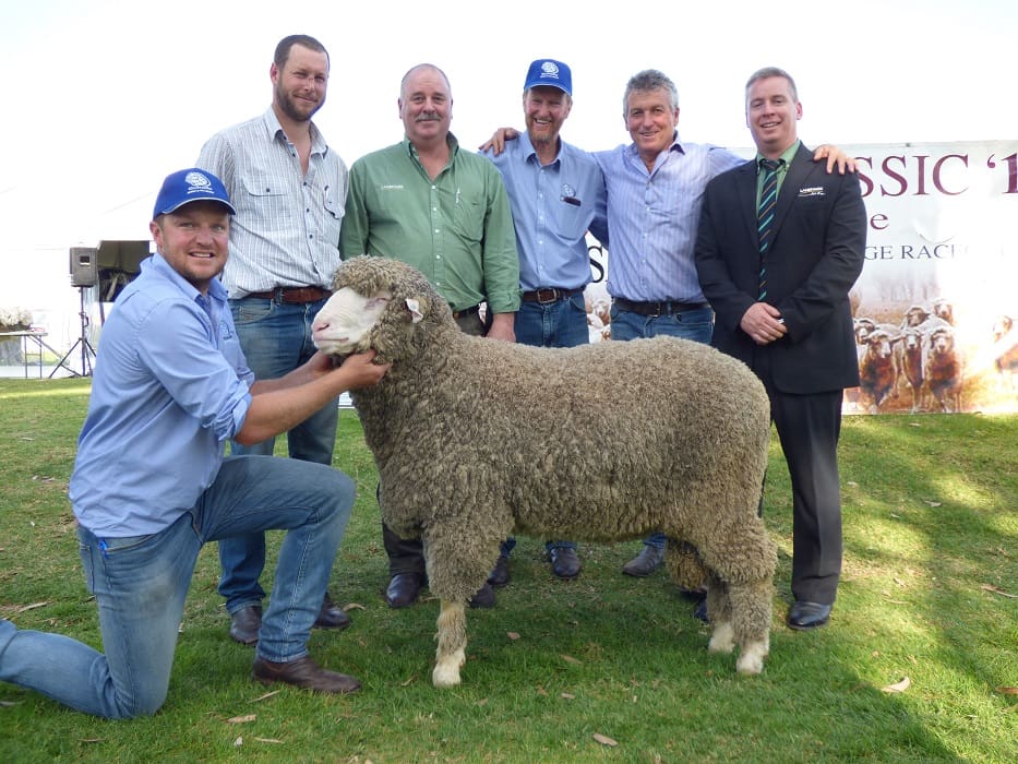 Gunallo Poll Merino stud's $16,000 ram gives Classings sale trifecta ...