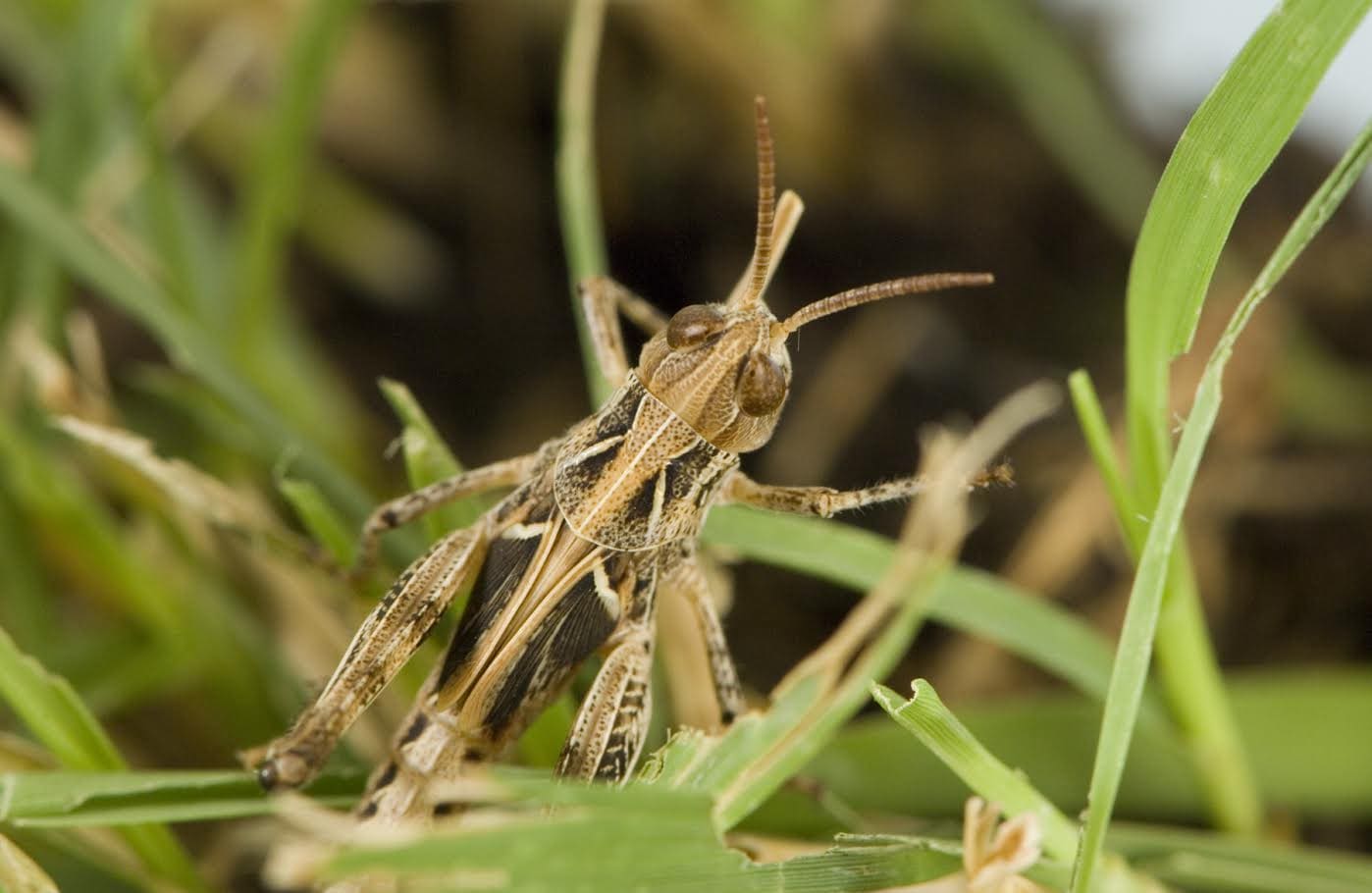 Western Australian wheatbelt farmers urged to look for locust activity ...