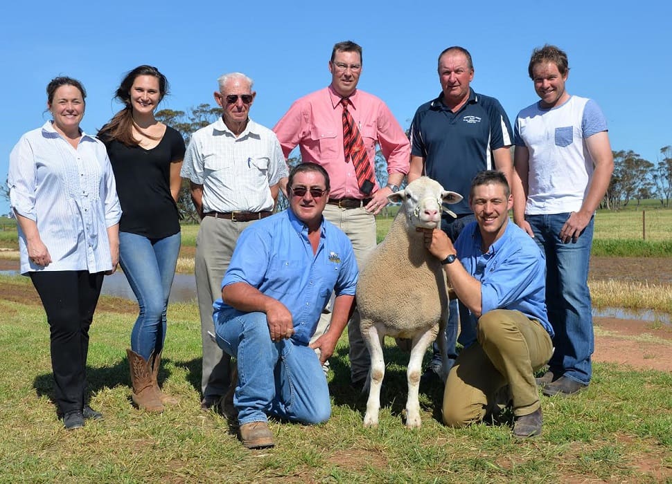 White Suffolk breeders everywhere want a piece of $68,000 Anden ram ...