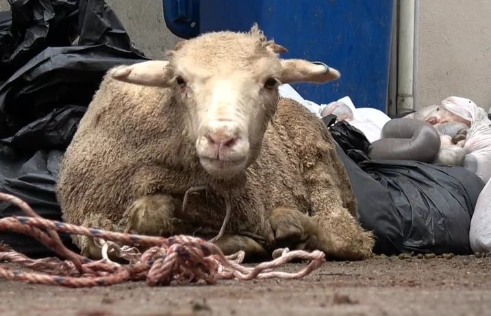 ESCAS cuts live export Eid sheep breaches by two thirds - Sheep Central