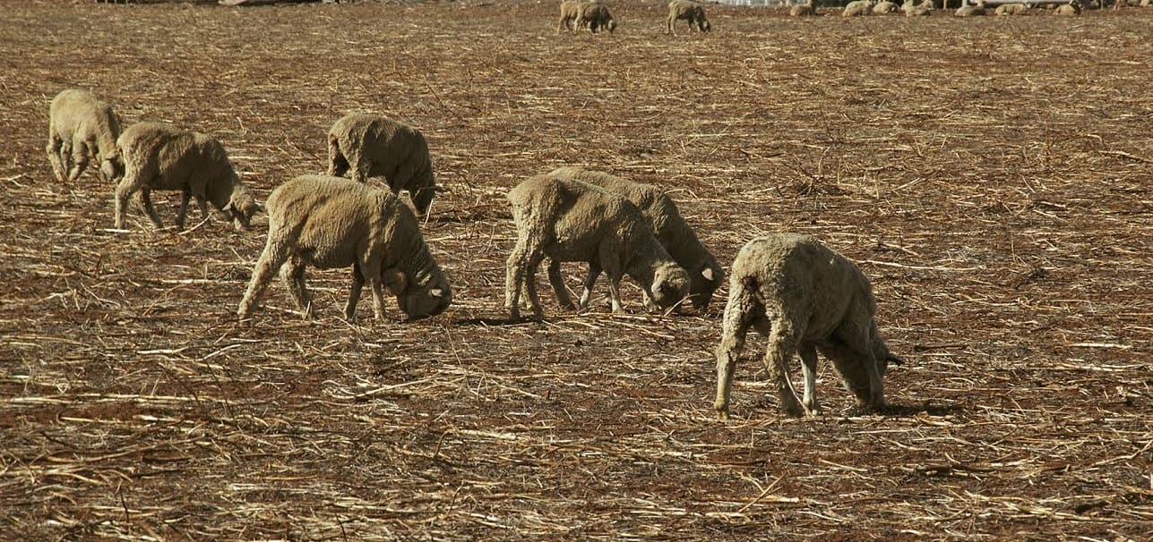 Sheep feeding tips for Western NSW producers in free webinar - Sheep ...