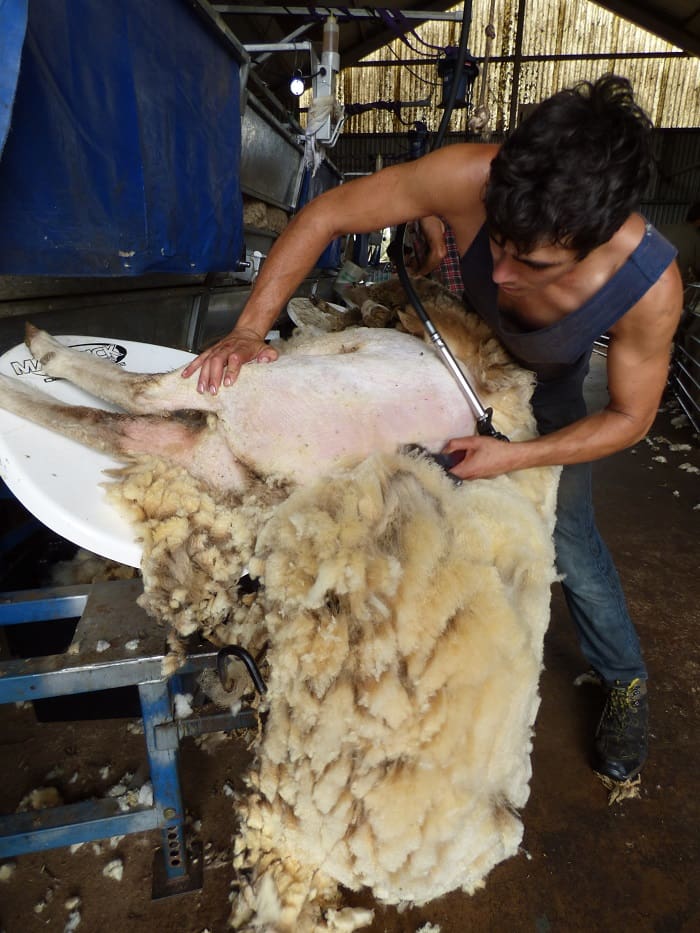 Platform shearing has shearer safety and sheep welfare advantages ...