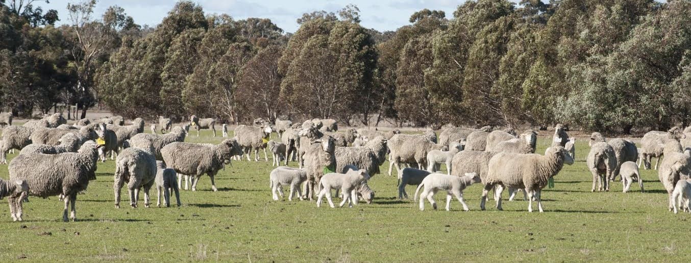 AWI funding boost for flystrike vaccine research - Sheep Central