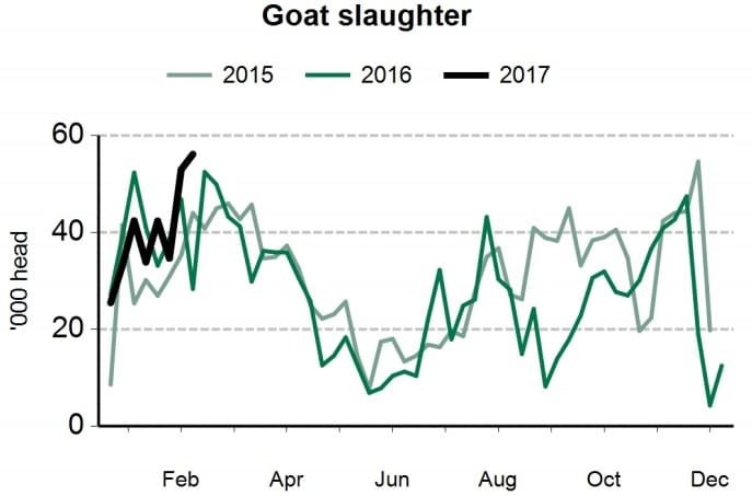 Goat slaughter hits three-year highs, as MLA builds a picture of ...