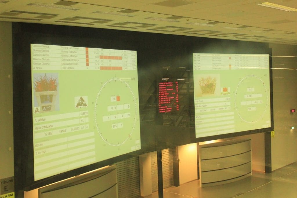 From flowers to livestock - Dutch auction offers insights - Sheep Central