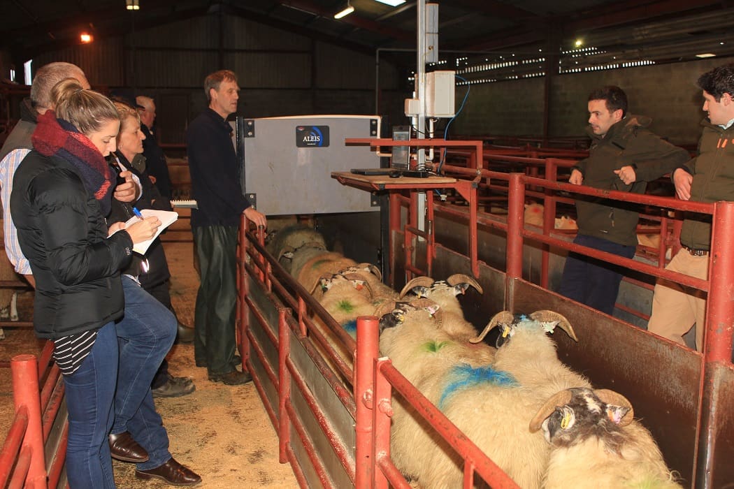 Victoria's saleyards to battle tight schedule to meet sheep EID agenda ...