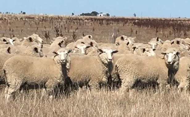 Scanned in-lamb first cross ewes sell to $310 on AuctionsPlus - Sheep ...