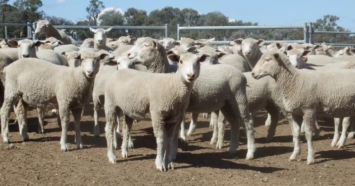 Scanned in-lamb first cross ewes sell to $310 on AuctionsPlus - Sheep ...