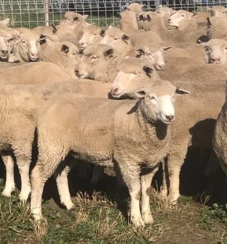 Scanned Merino ewes sell to $251, Dohnes to $250, on AuctionsPlus ...