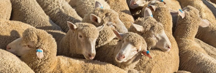 Sheep meat prices second only to beef, but demand set to grow - Sheep ...