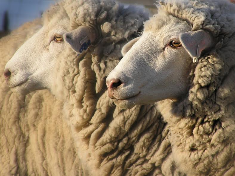 First American flock certified under Responsible Wool Standard - Sheep ...