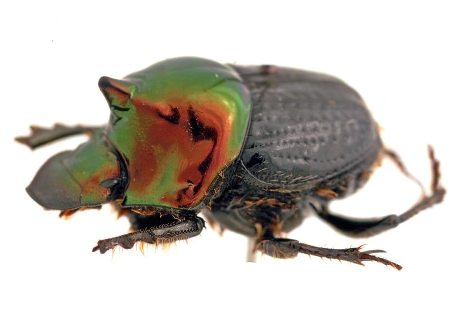 Sheep and beef producers to get worm control benefits from dung beetles ...