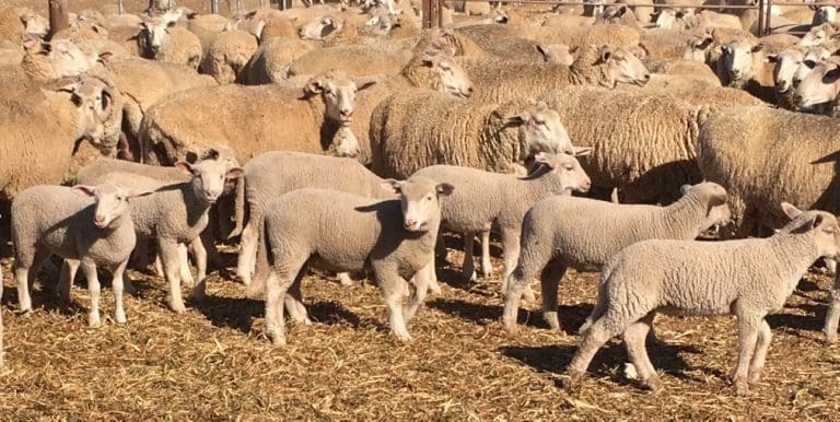 First cross ewes with lambs to $351.50 and Merino ewes $244 online ...