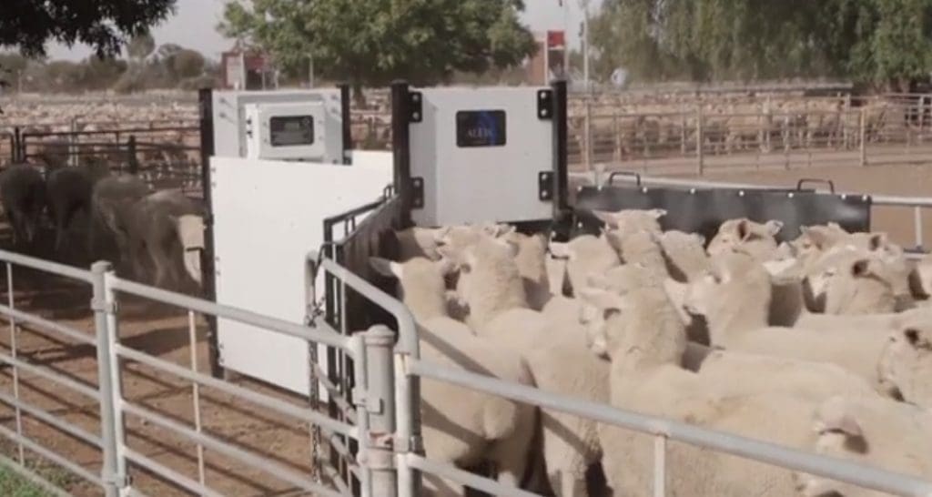 Sheep flow saleyard trials are preparing the industry for EID-tagged ...