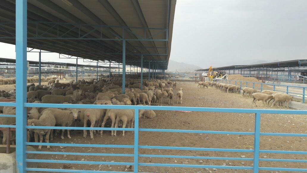 Wellard plans further sheep shipments after 10,000 lambs go to Oman ...