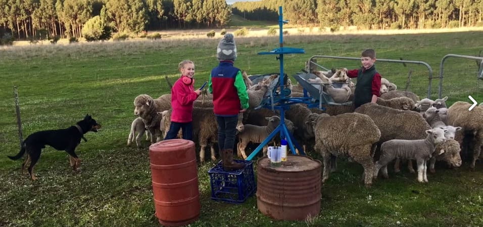 Lamb marking time at Eumerella Park - no yards needed - Sheep Central