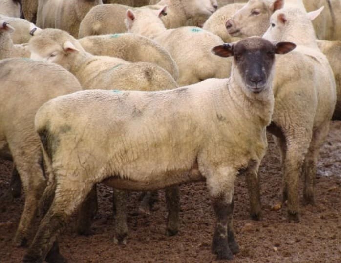 First cross ewes with lambs sell to $321 on AuctionsPlus - Sheep Central