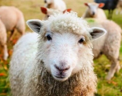 PETA sponsors prize for vegan wool creation in US competition - Sheep ...