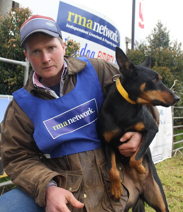 Kelpie dog Moora Dotti equals $12,000 Casterton auction record - Sheep ...